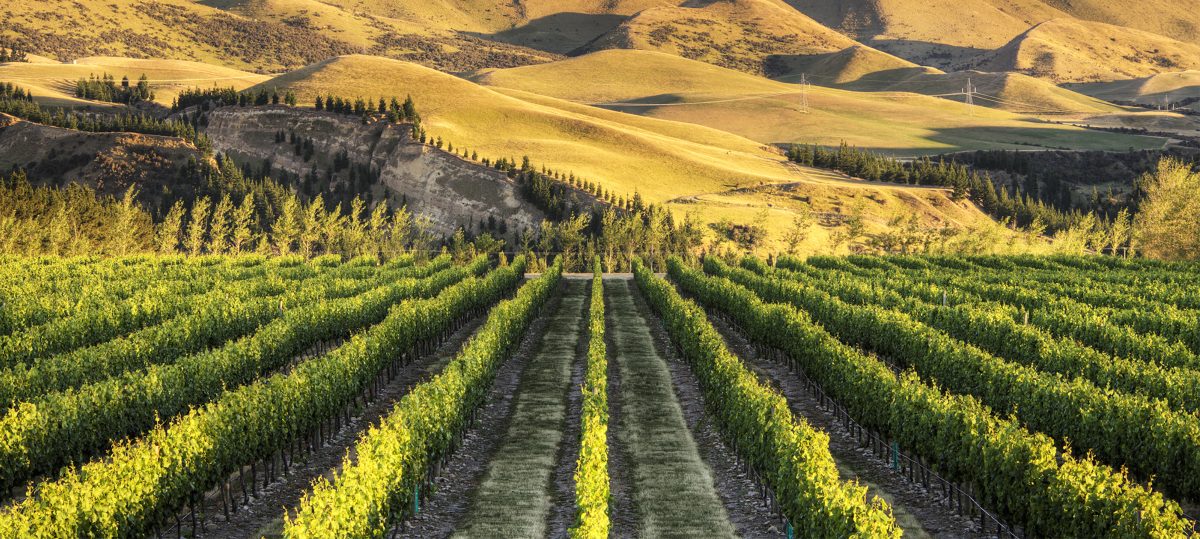 The Centre for Viticulture and Oenology (CV&O) acts as a focus for New ...